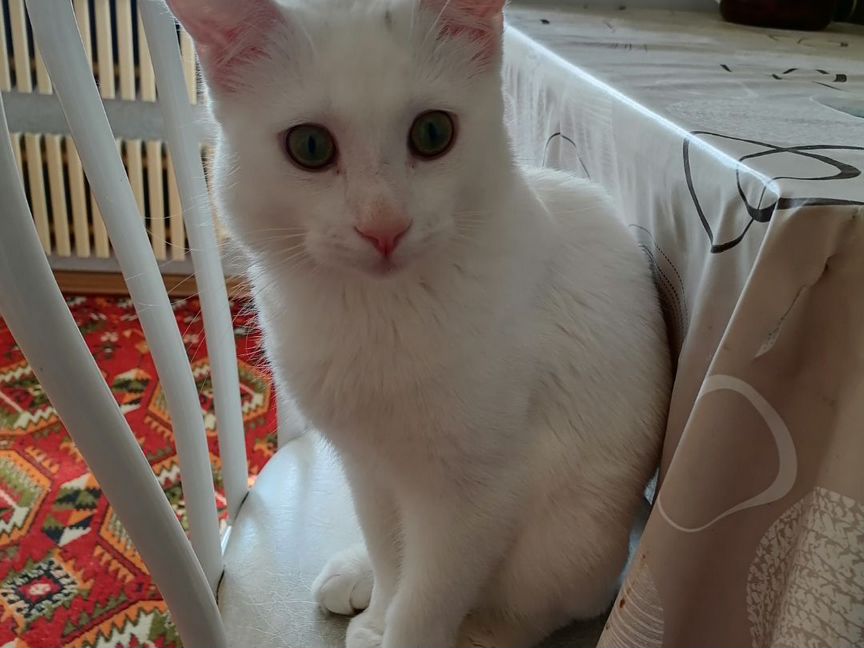 Турецкая ангора