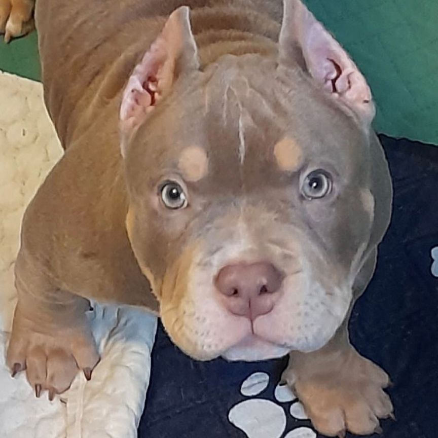 Американский булли, щенок