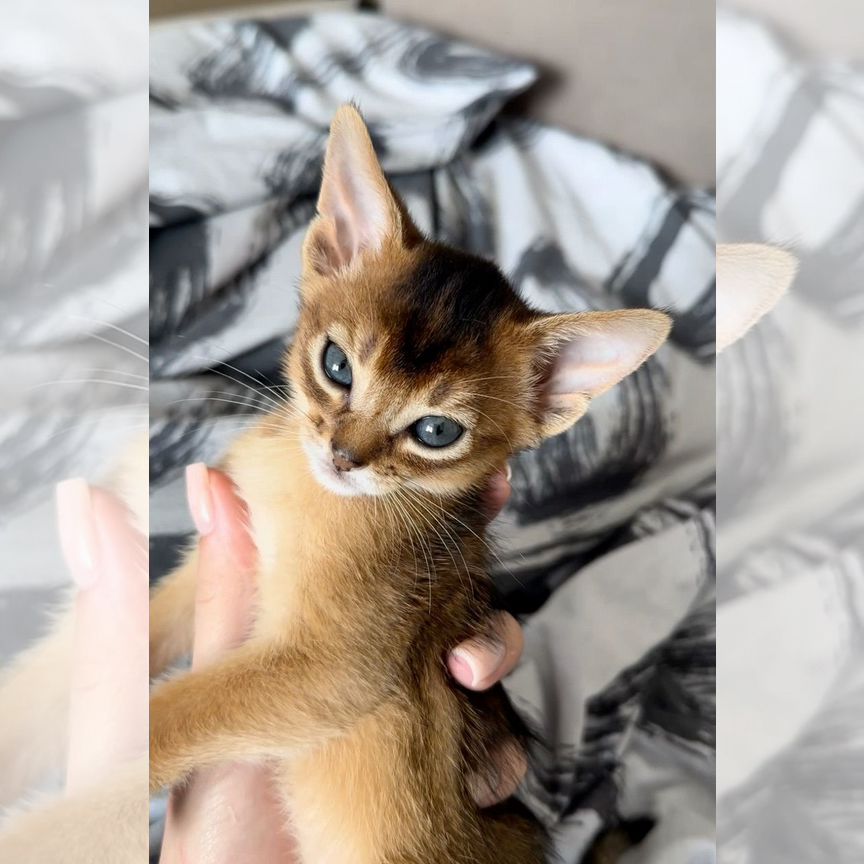 Абиссинский котёнок