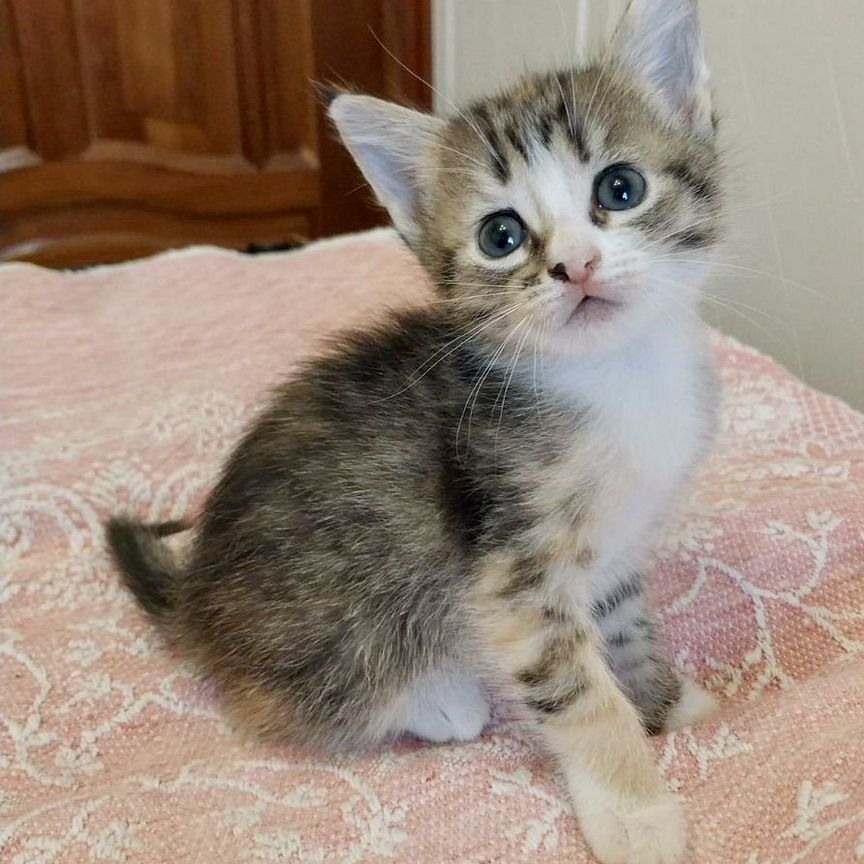 Маленькая Принцесса в добрые руки