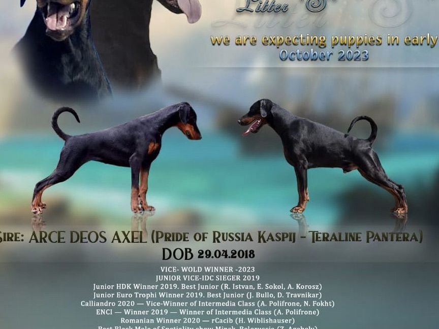 Щенки добермана