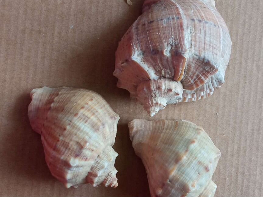 Ракушка раковина рапаны аквариум