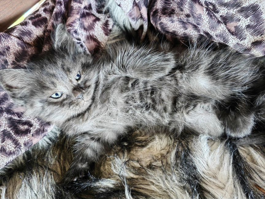 Котик в дар москва и обл.,особенно раменский рн