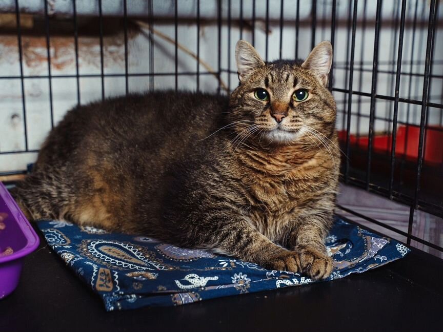 Кошка из приюта