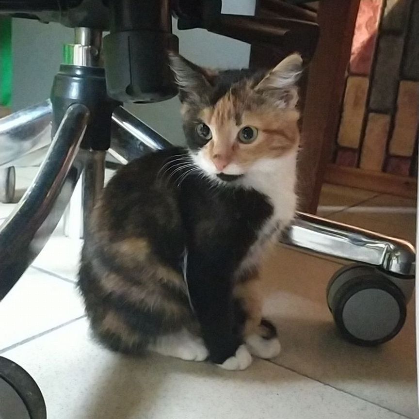 Кошечка 3,5 мес