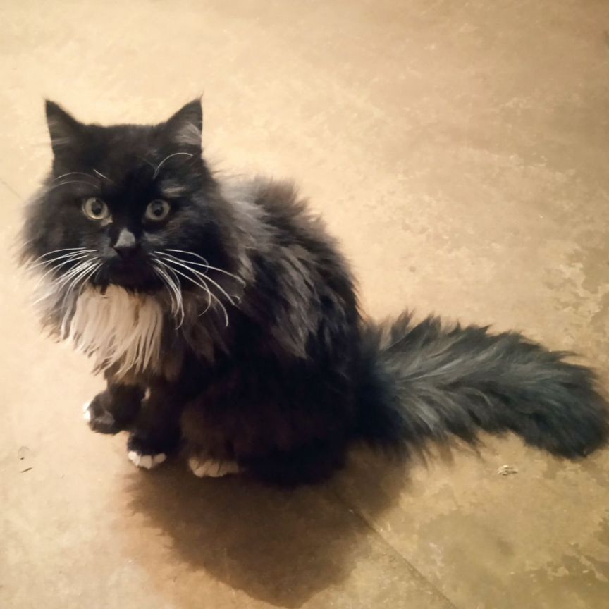 Взрослый кот в добрые руки