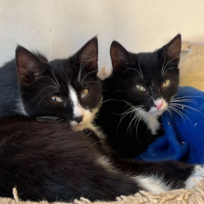 Котята 3,5-4 месяца