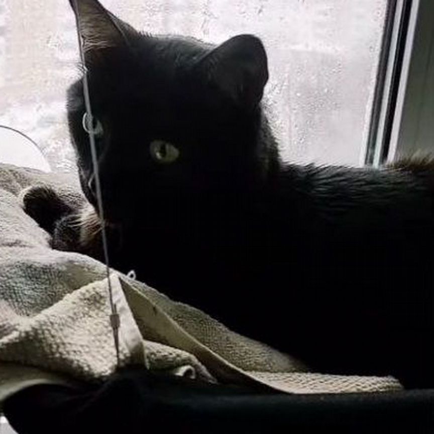 Гамак для кота на окно (подвесная лежанка)