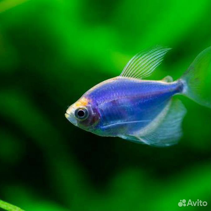 Тернеция Глофиш (голубая), Барбус вишнёвый