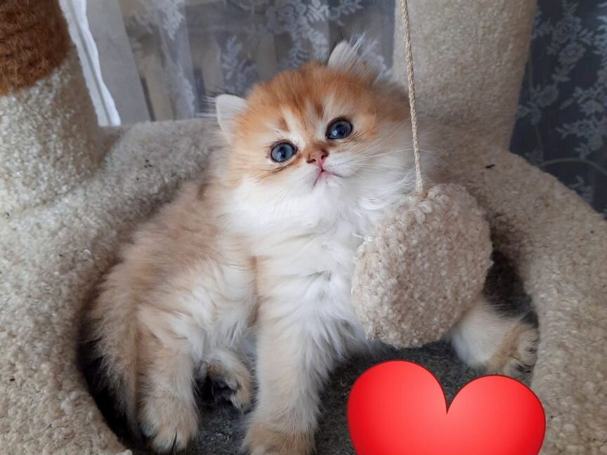 Котята шотландские в драгоценных окрасах