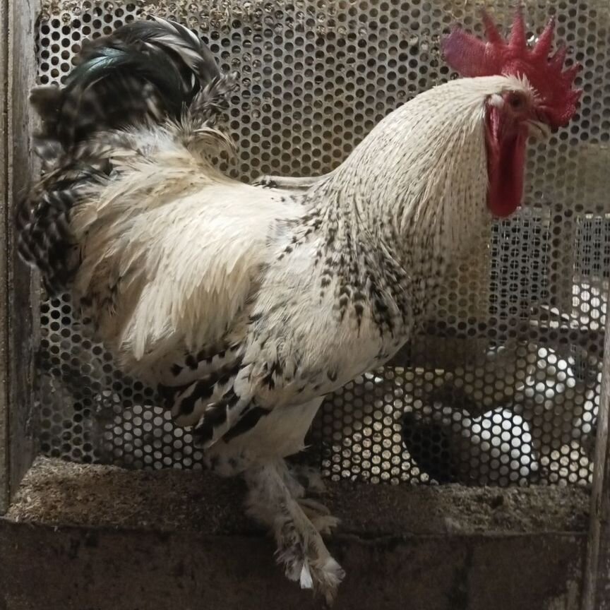 Петух молодой домашний