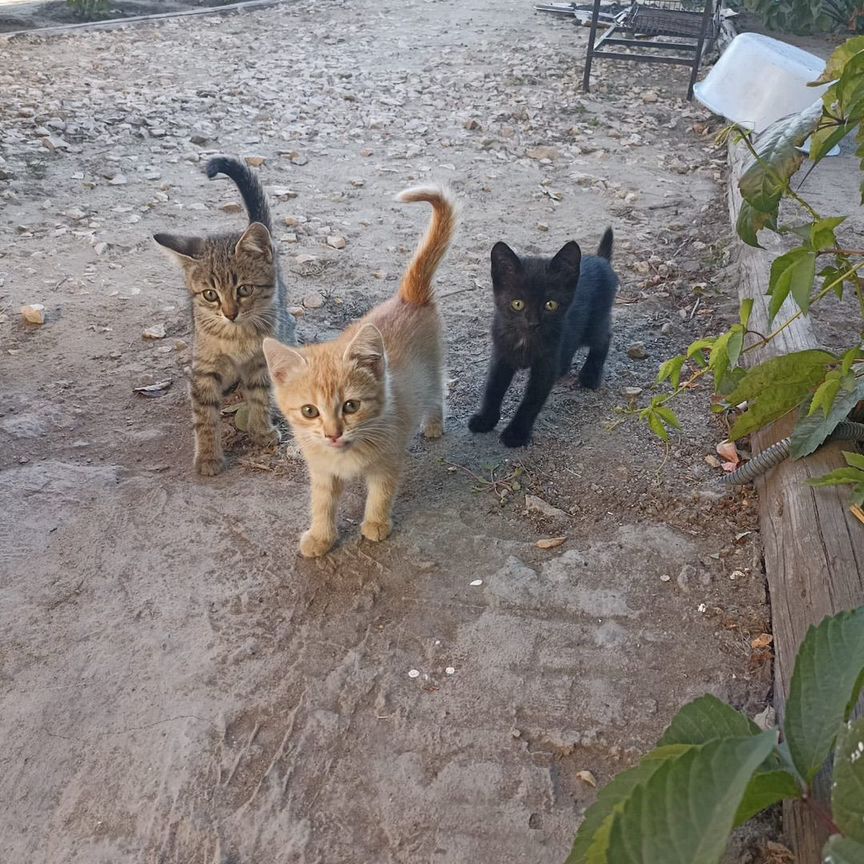 Котята в добрые руки