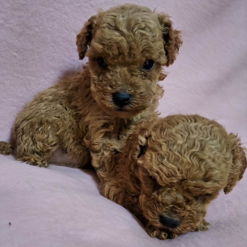 Той-пудель, щенок