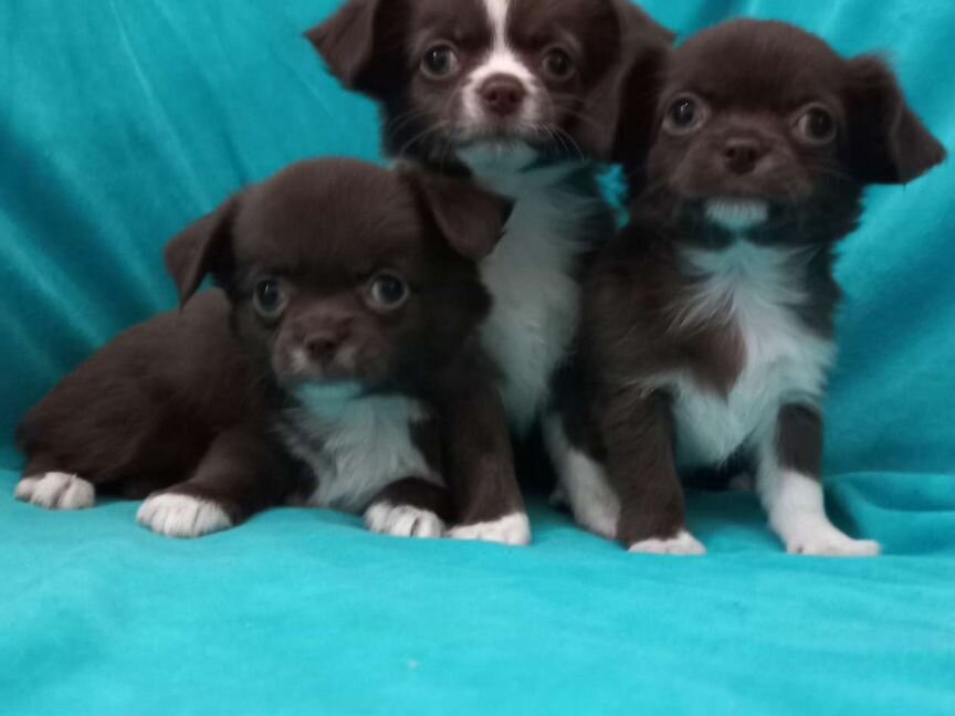 Шоколадки чихуашки