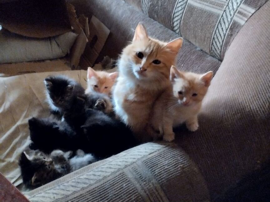 Котятки в добрые руки