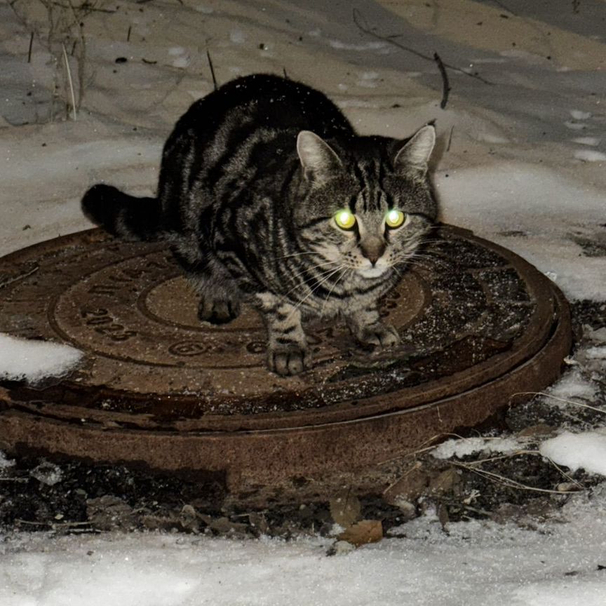 Котик на улице