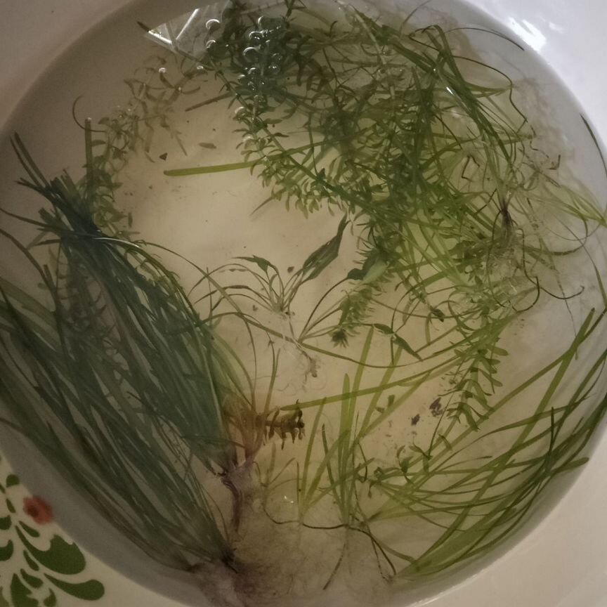 Аквариумное растение