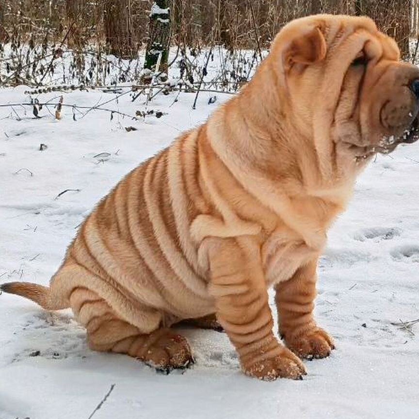 Шарпейчики