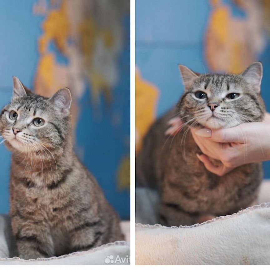 Европейская короткошёрстная кошка, взрослая