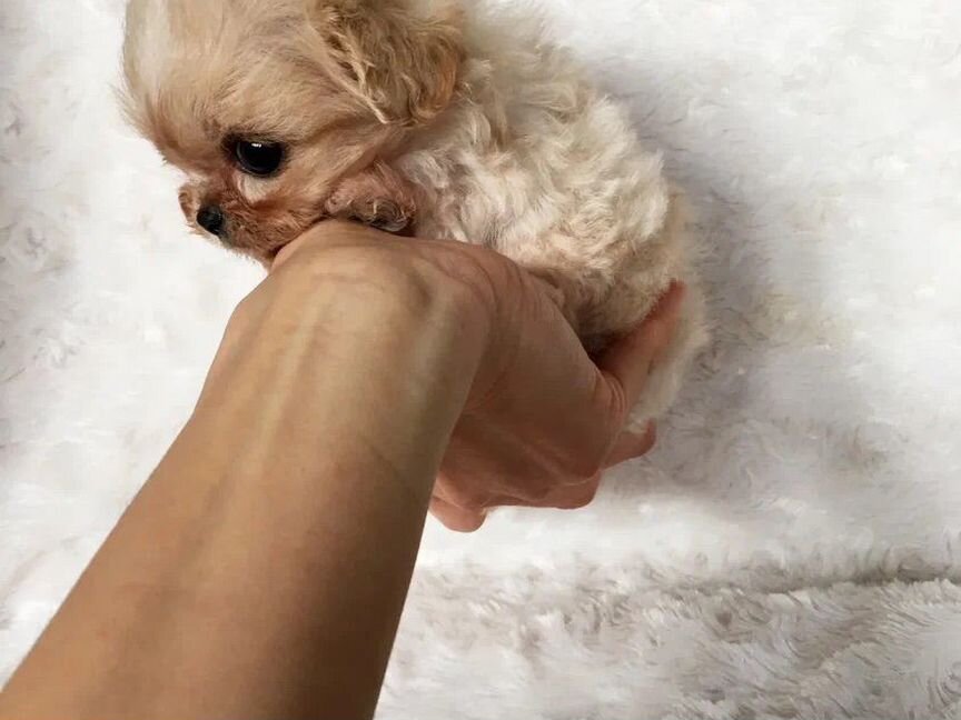 Карманный мальтипу в добрые ручки