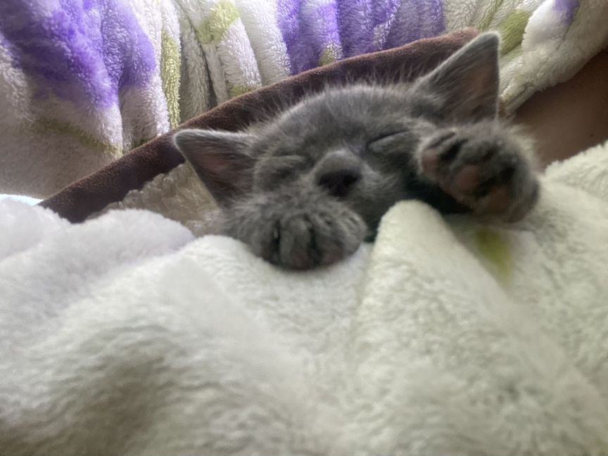 Котята в добрые руки, дымчатую кошечку забрали