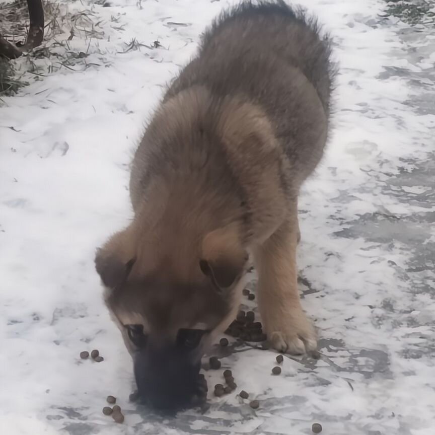 Немецкая овчарка, щенок