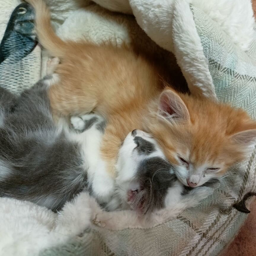 Котики в добрые руки