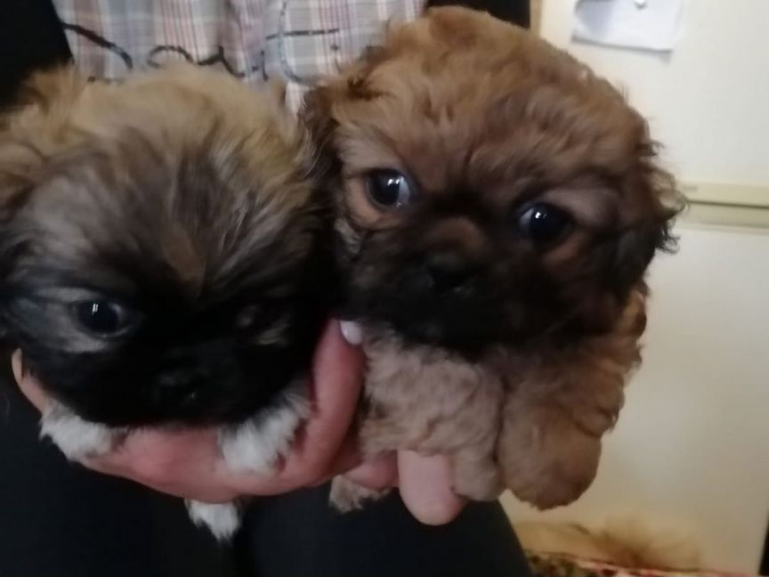 Щенки пикинеса