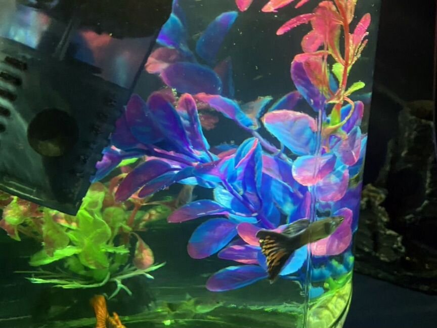 Аквариумные рыбки гуппи