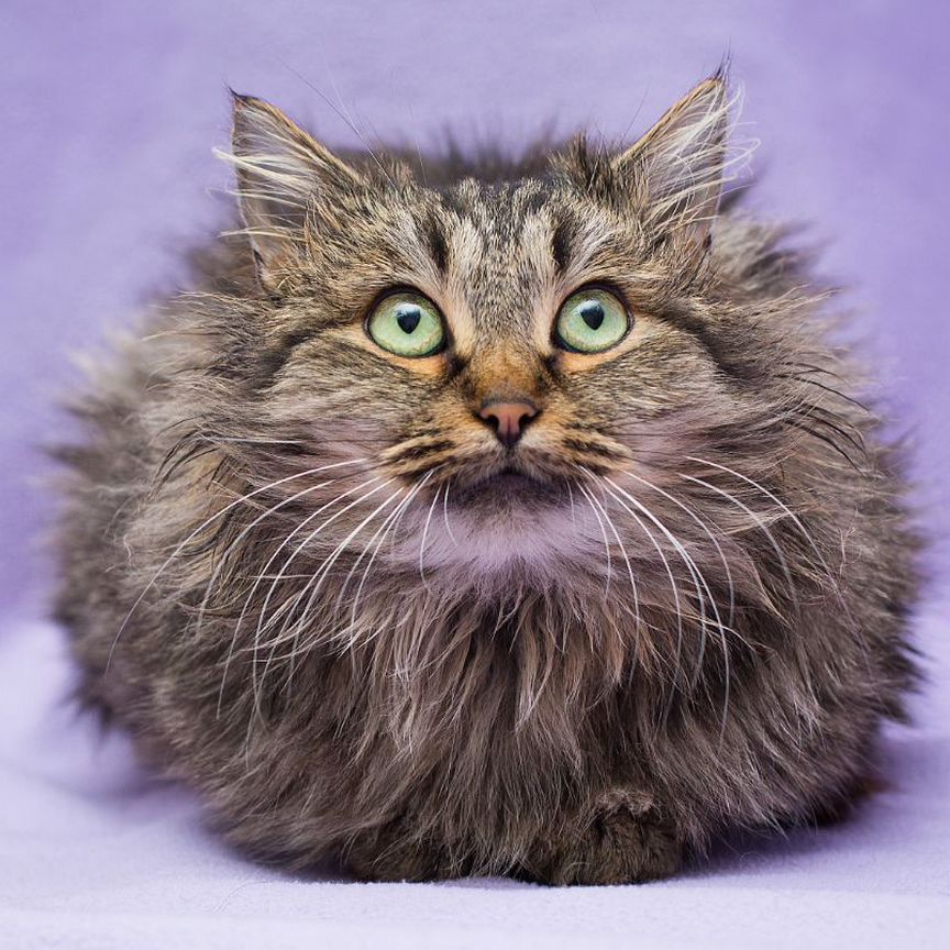 Взрослая кошка в добрые руки