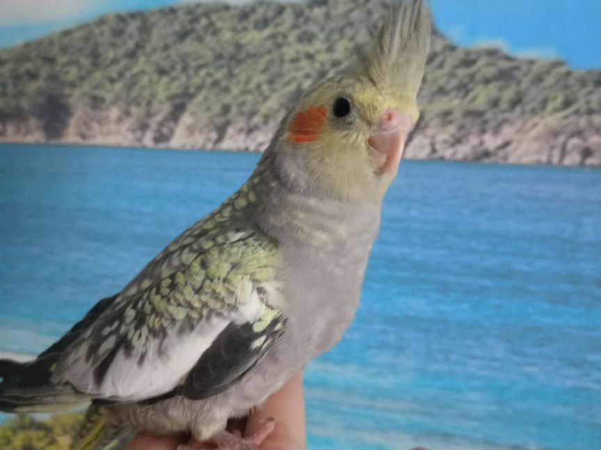 Птенец кареллы