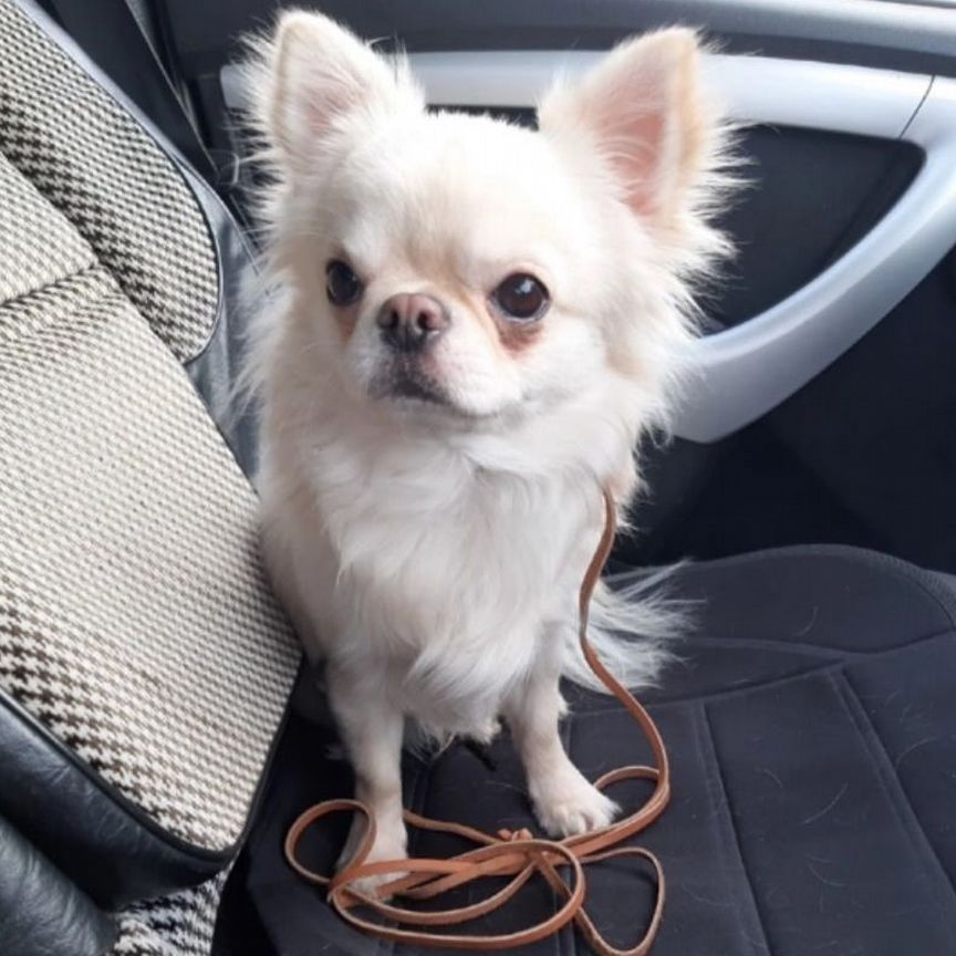 Чихуахуа, взрослый пёс