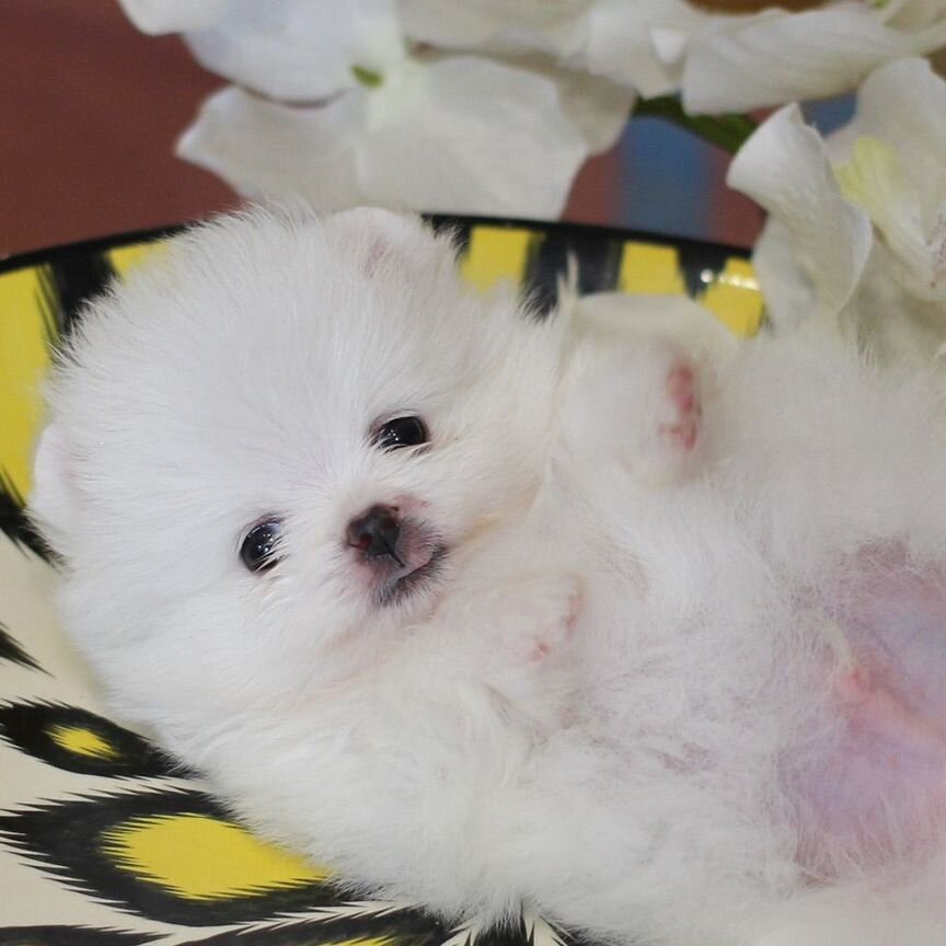 Померанский шпиц