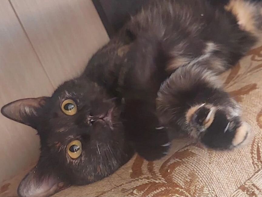 Кошечка в добрые руки