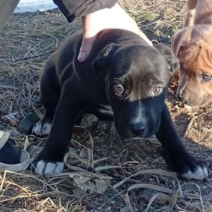 Американский питбультерьер, щенок