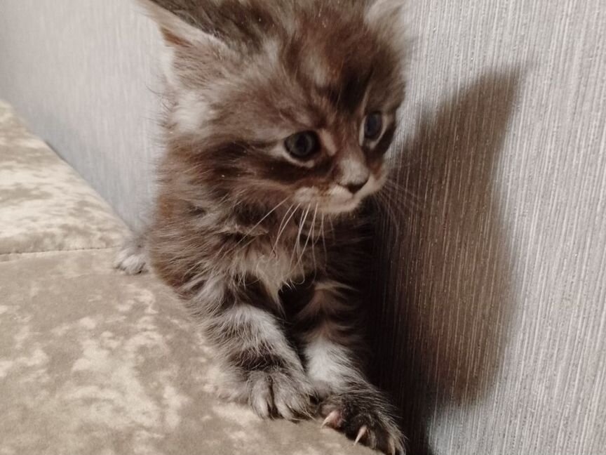 Котята мейн-кун