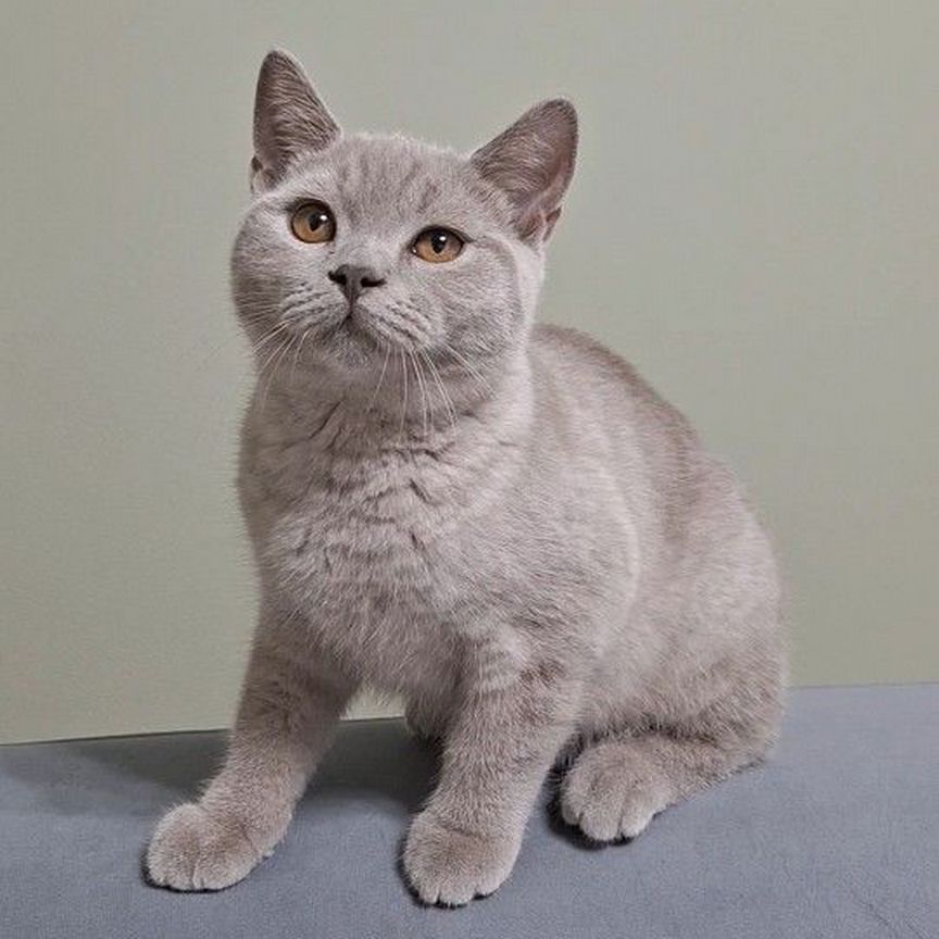 Британский котёнок