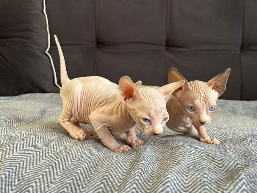 Канадский сфинкс котята