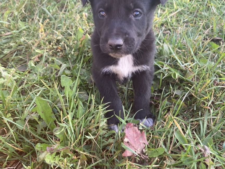 Собаки бесплатно