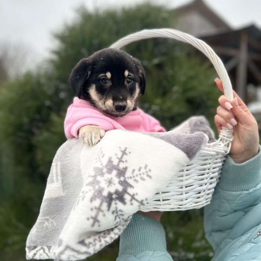 Щенок в добрые руки девочка