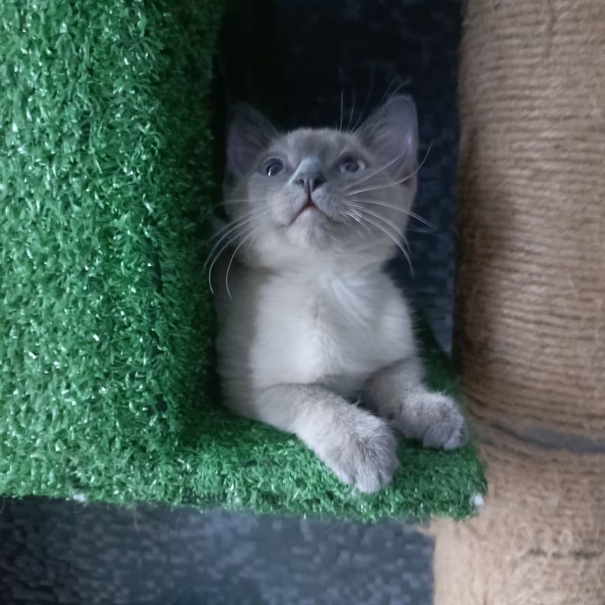 Котенок