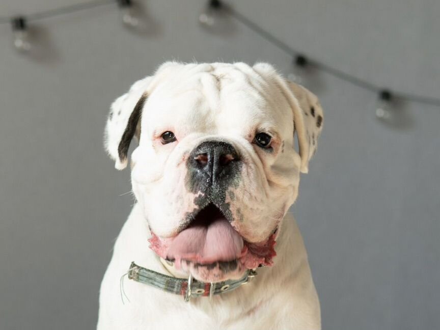 Ищем добрые руки для Барта