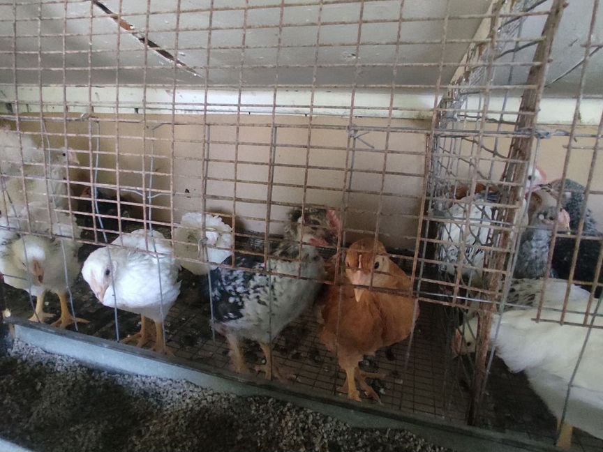 Цыплята домашние