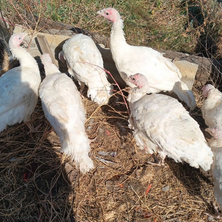 Индюки домашние самарская обл елховский р н
