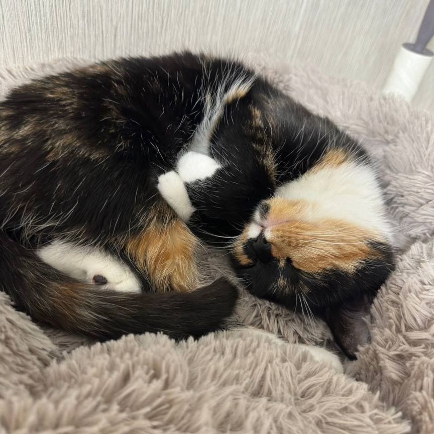 Кошка в добрые руки