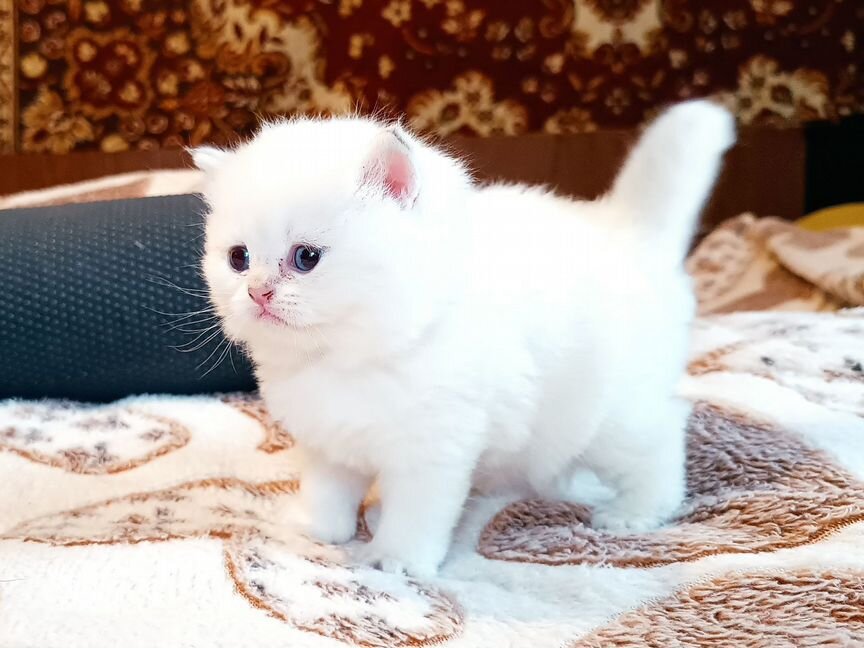 Британские котята шиншилла
