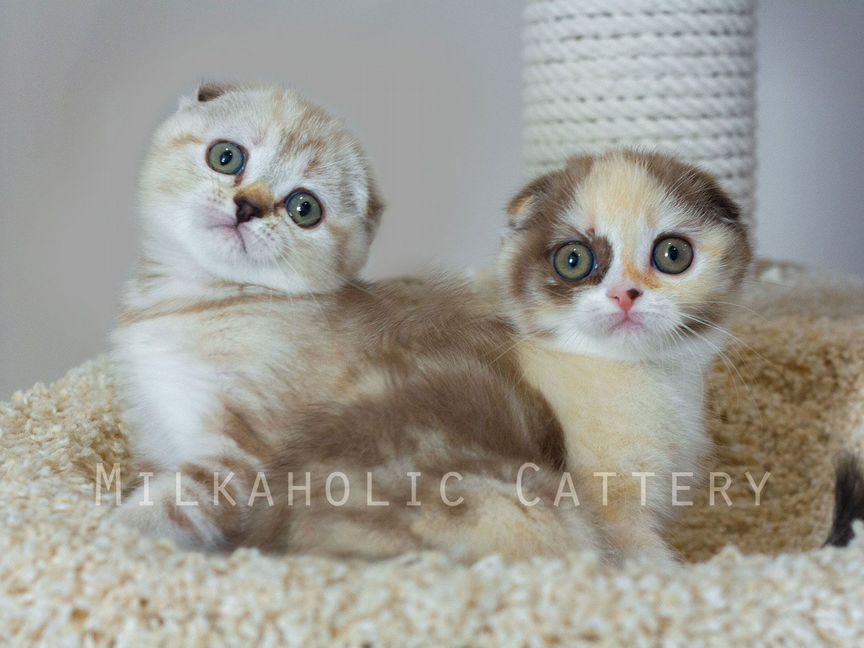 Прелестные вислоушки знатного происхождения