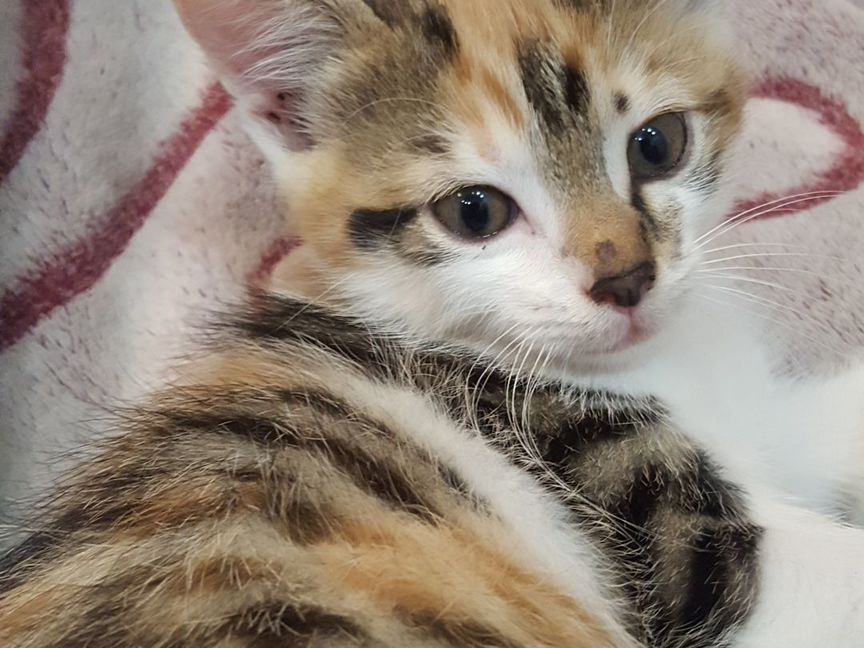 Котенок в добрые руки