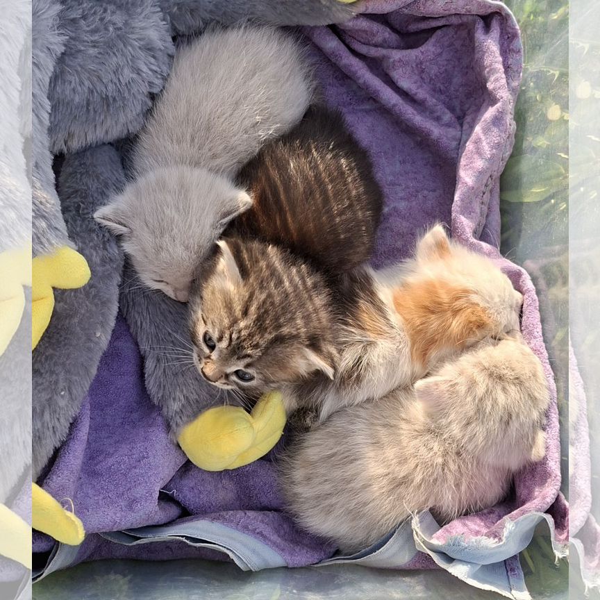 Котёнок в добрые руки