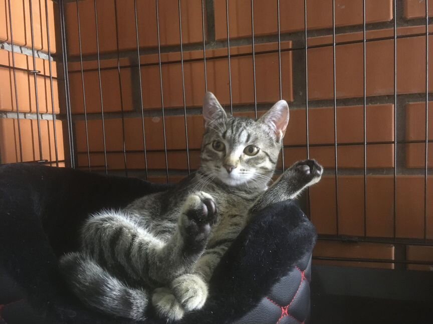 Котёнок серый 4 месяца